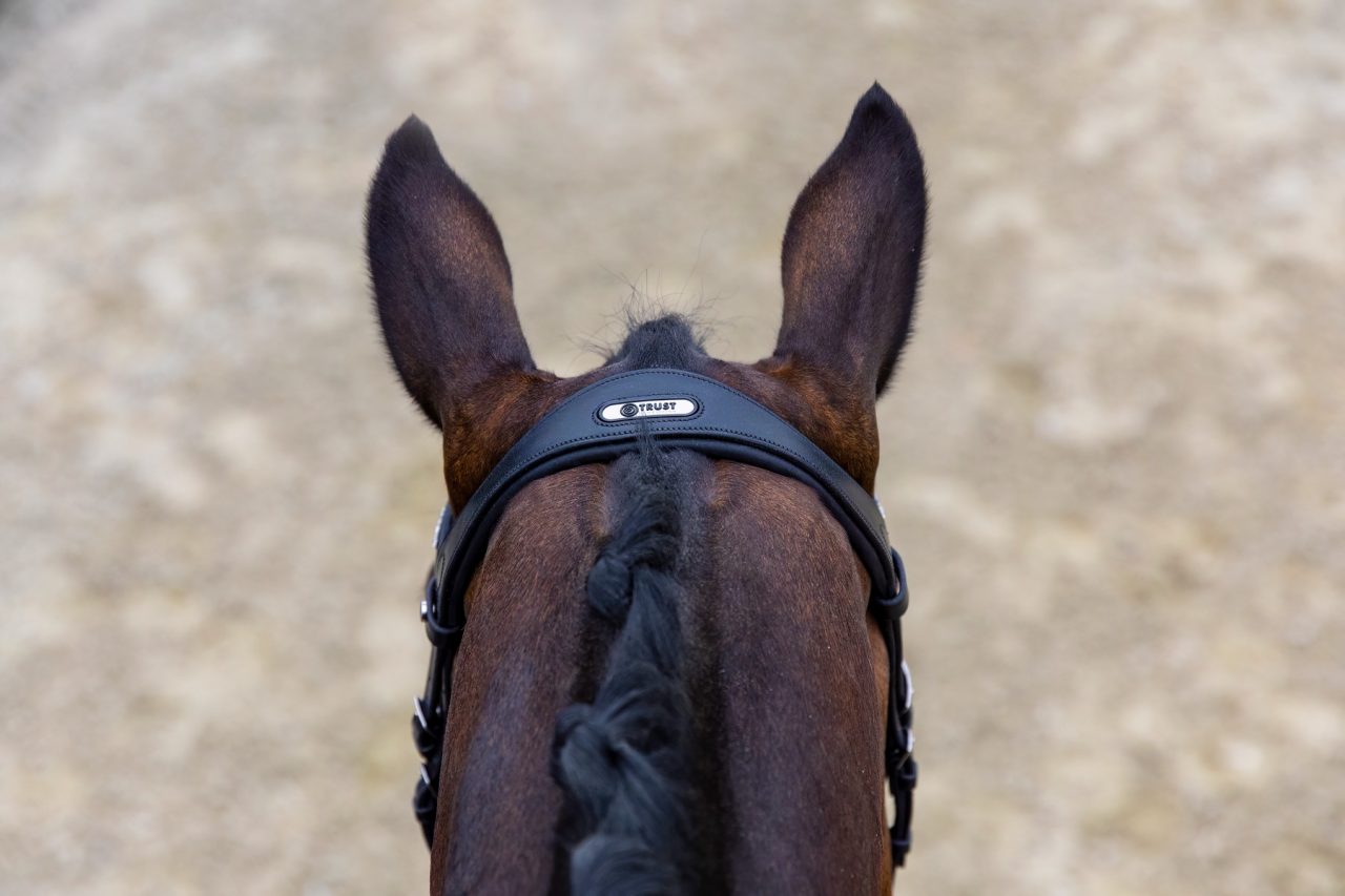 Catalogue – Trust Equestrian