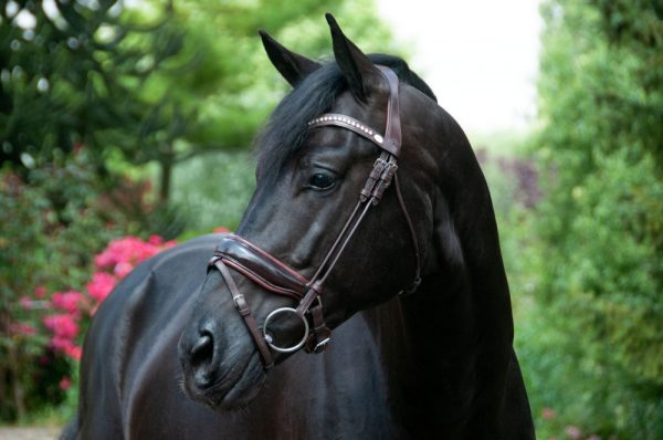 Bitten – Trust Equestrian